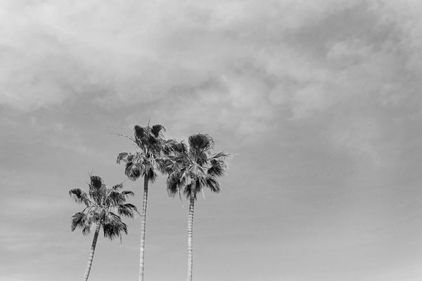 Black and White Palm Trees 2 | McGaw Graphics
