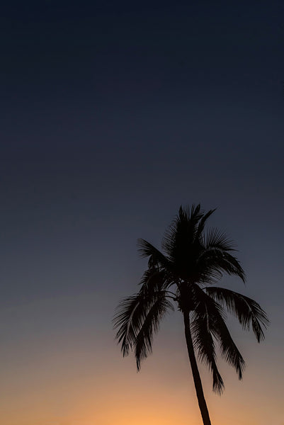 Sunset Palm Tree | McGaw Graphics