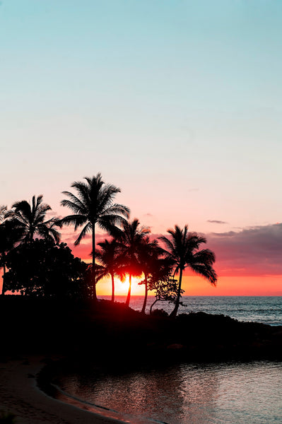Oahu Palm Trees Sunset | McGaw Graphics