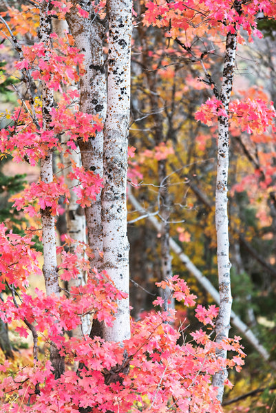 Autumn Aspen Trees | McGaw Graphics
