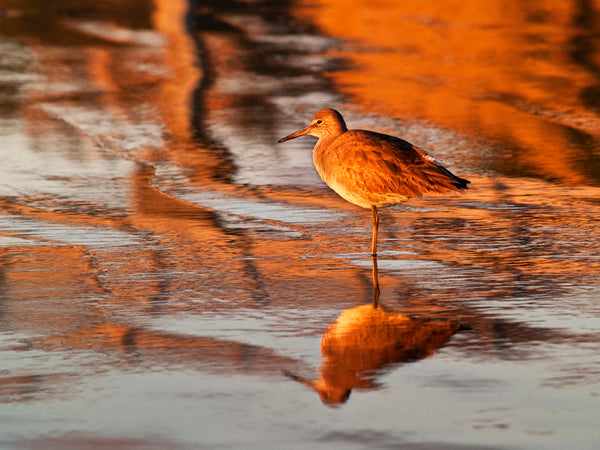 Sunset Stroll | McGaw Graphics