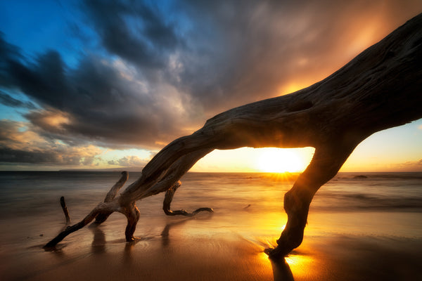 Tree Sunset Silhouette | McGaw Graphics