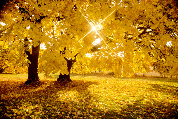 Autumn Splendor II | McGaw Graphics