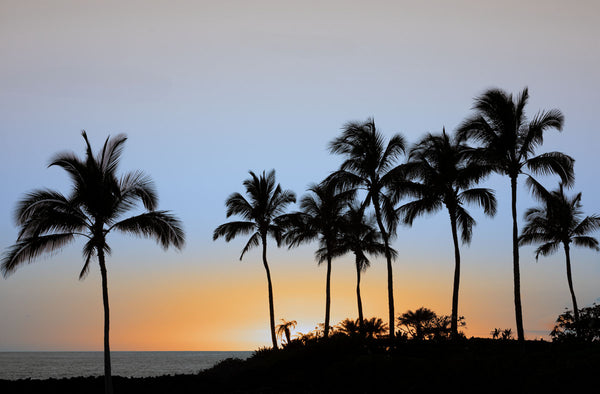 Palm Sunset | McGaw Graphics