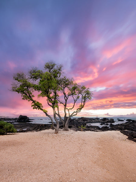 Palm Sunset 2 | McGaw Graphics