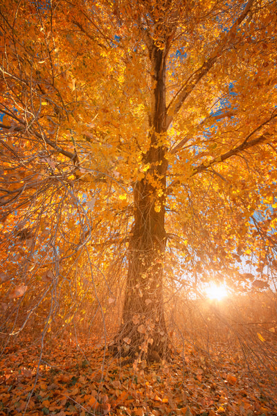 Extreme Fall 2 | McGaw Graphics