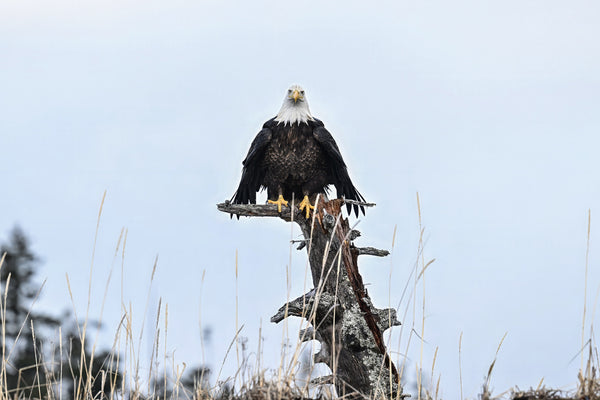 Airing Out | McGaw Graphics