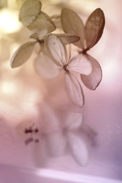 Golden Light | McGaw Graphics