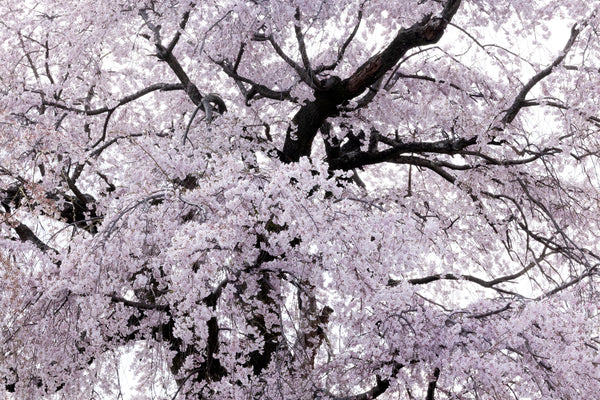 Ancient Cherry Tree | McGaw Graphics