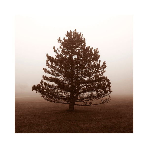 Reflection | McGaw Graphics