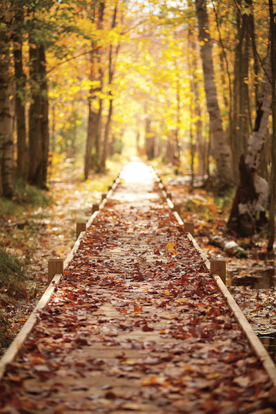 Into the Light | McGaw Graphics