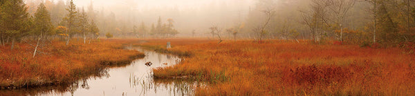 After the Rain | McGaw Graphics