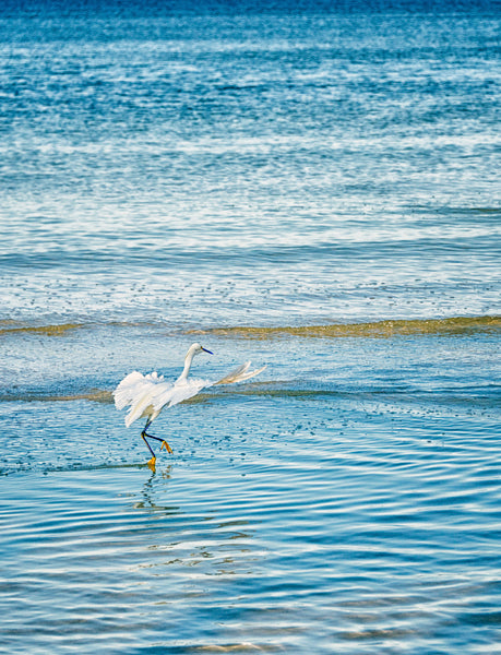 Wave Dancing | McGaw Graphics