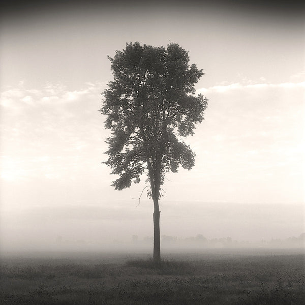 Tree, Study #1 | McGaw Graphics