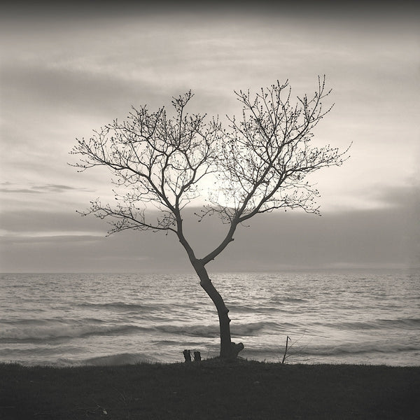 Tree, Study #5 | McGaw Graphics