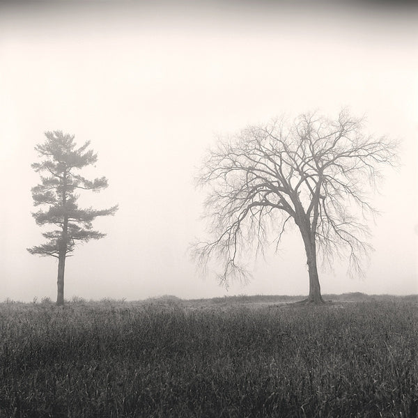 Tree, Study #8 | McGaw Graphics