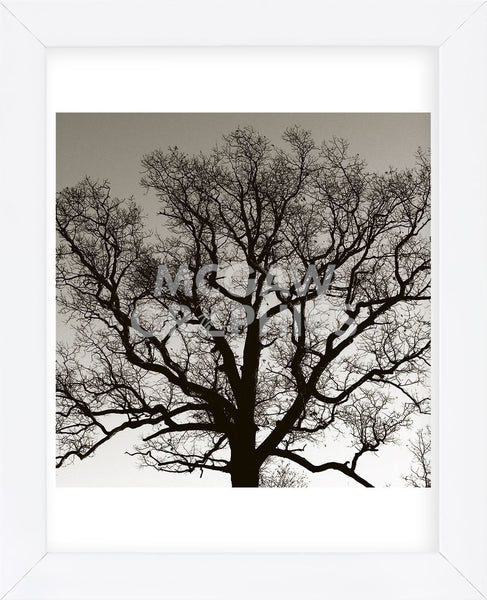 Early Winter Tree (Framed) | McGaw Graphics