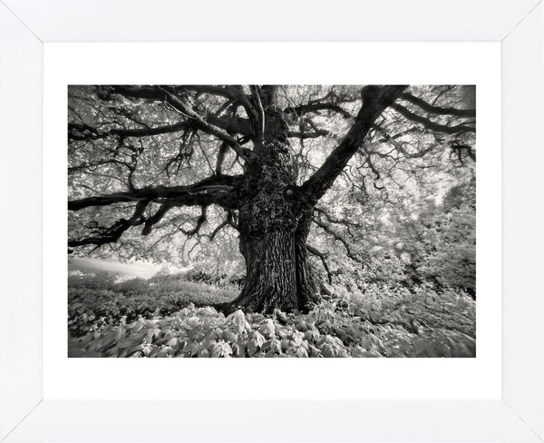 Portrait of a Tree, Study 10 (Framed) | McGaw Graphics