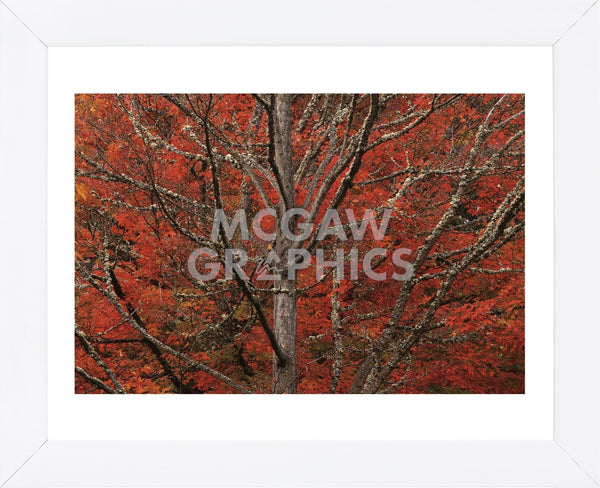 Lithia Park in Fall (Framed) | McGaw Graphics