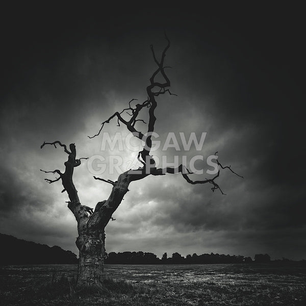 The Last Tree | McGaw Graphics