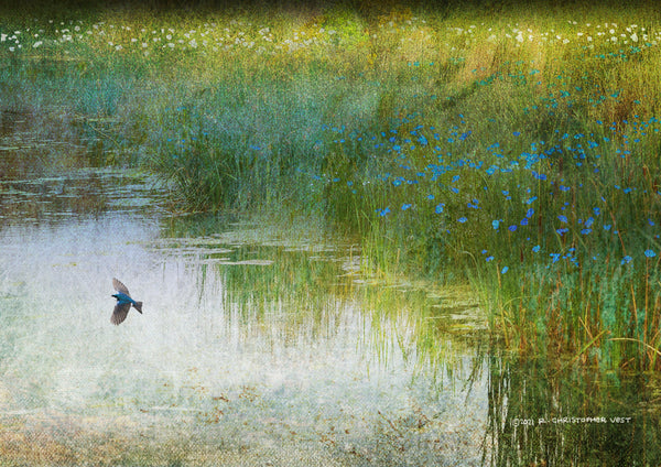 Wetland Tree Swallow | McGaw Graphics