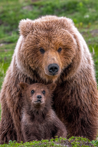 Mama Bear (Brown Bear and Cub) | McGaw Graphics