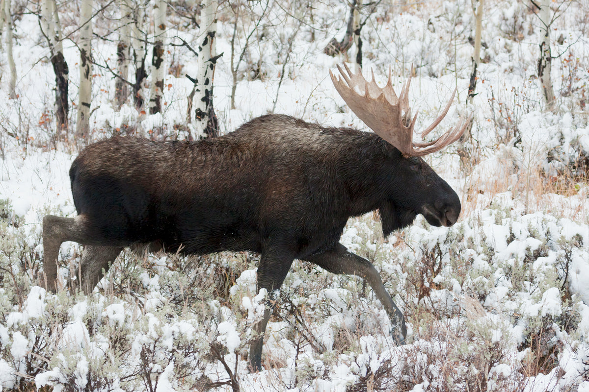 Bull Moose In Snow