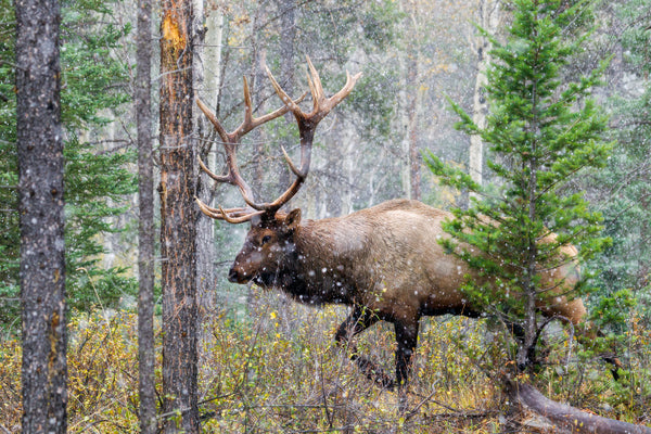 Bull Elk on the Move | McGaw Graphics