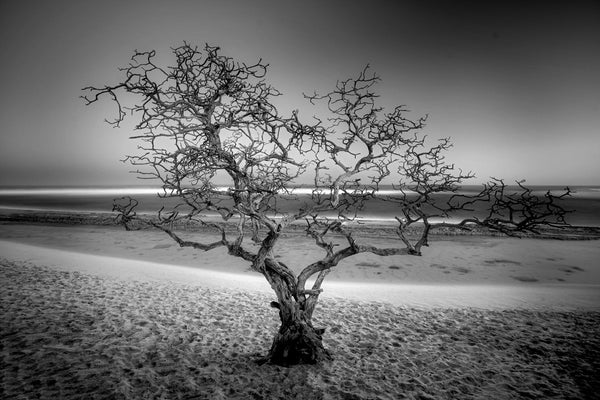 Beach Tree (Black & White) | McGaw Graphics