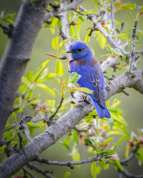 Western Bluebird | McGaw Graphics
