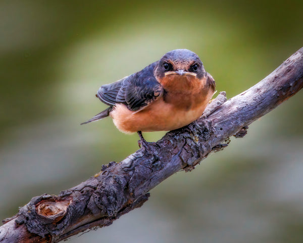 Barn Swallow 2 | McGaw Graphics