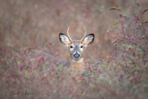 Deer in Berries | McGaw Graphics