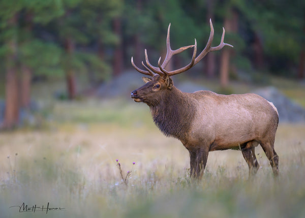 Elk with Forest Background | McGaw Graphics