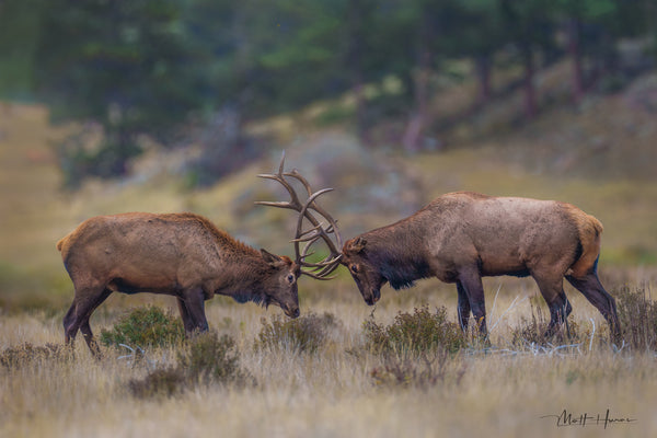 Elk Facing Off | McGaw Graphics