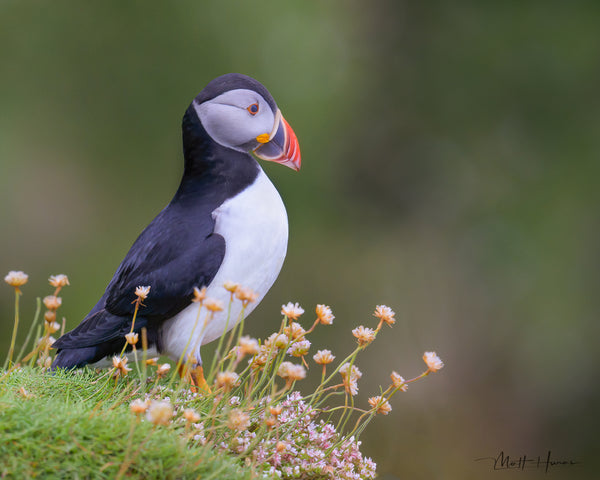 Puffin with Wild Flowers | McGaw Graphics