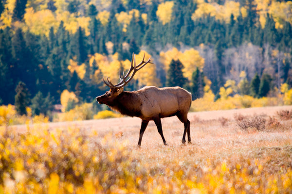 Elk in Rocky Mountain National Park | McGaw Graphics