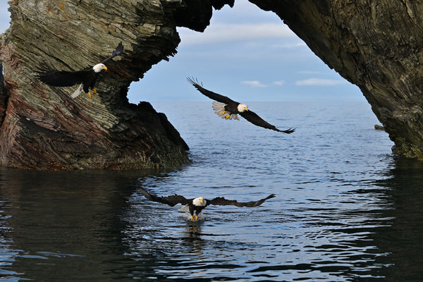 Eagle Trio | McGaw Graphics