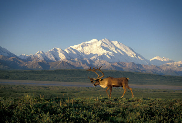 Mountain Wanderer | McGaw Graphics