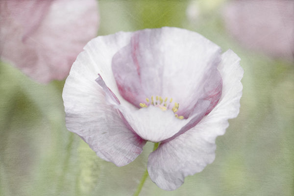 Soft Poppy | McGaw Graphics