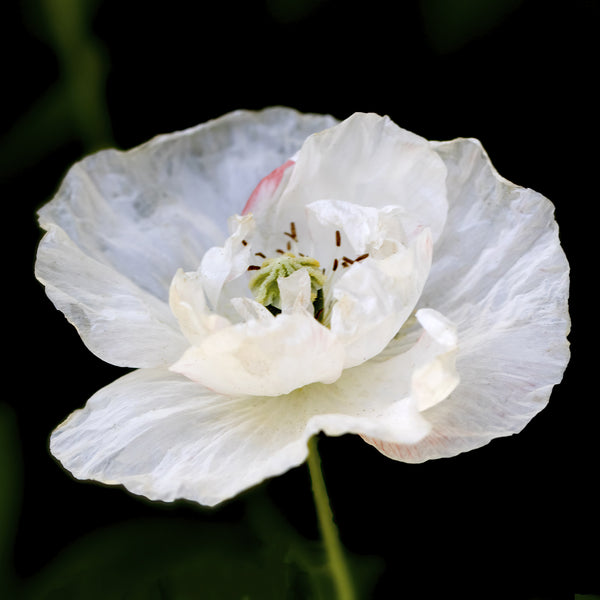 Poppy Blossom | McGaw Graphics