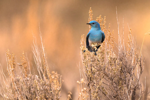 Bluebird | McGaw Graphics