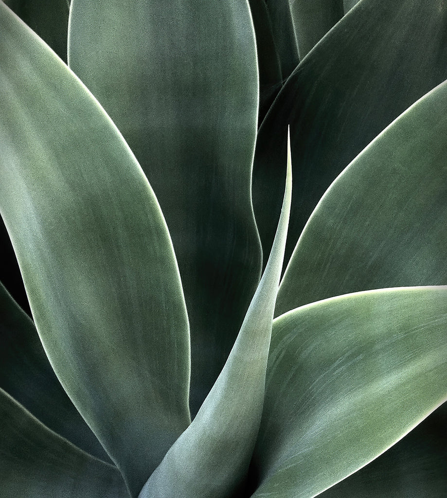 Agave Plant, Mission Santa Barbara, CA | McGaw Graphics