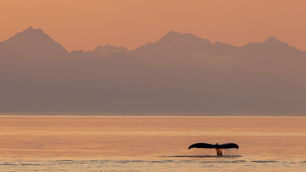 Golden Hour, Glacier Bay, Alaska | McGaw Graphics
