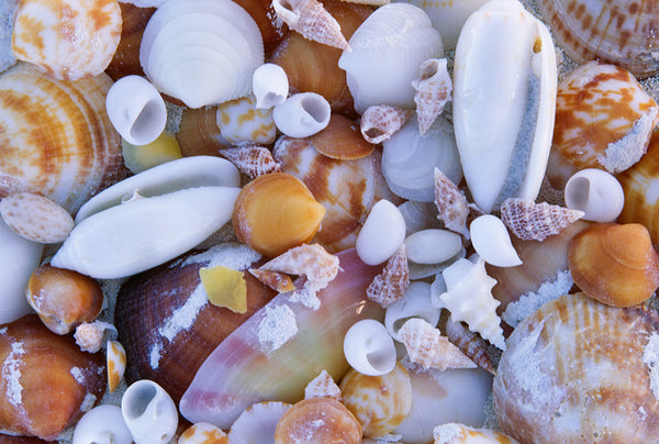 Caribbean Seashells, Cuba | McGaw Graphics