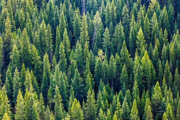 Subalpine Forest | McGaw Graphics
