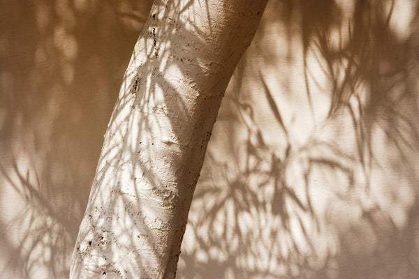 Casting Shadows | McGaw Graphics