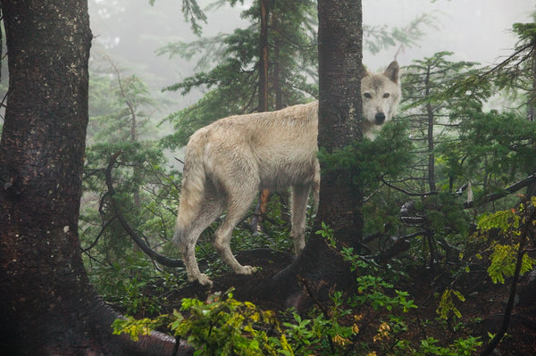 Gray Wolf, British Columbia, Canada | McGaw Graphics