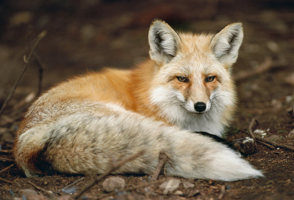 Red Fox, Denali National Park, Alaska | McGaw Graphics