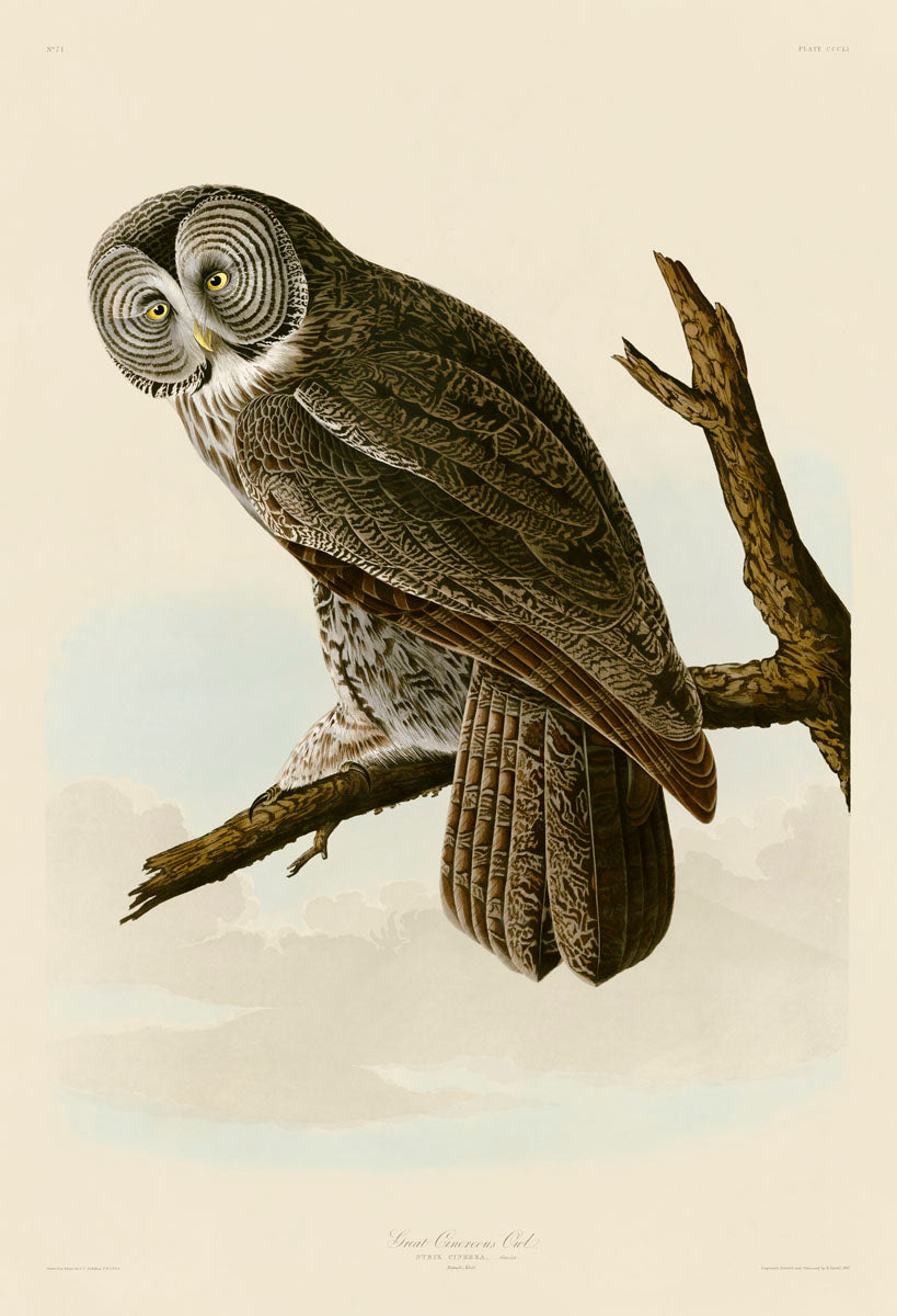 John James Audubon Owls