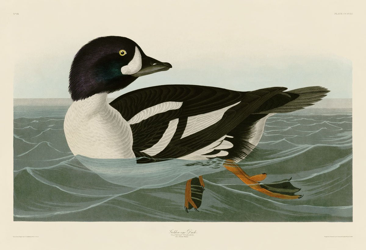 Goldeneye Mounts